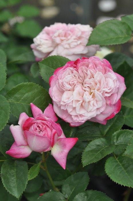 [Rare] Paris ID rose authentic Rosa Orientis, Furniture & Home Living ...