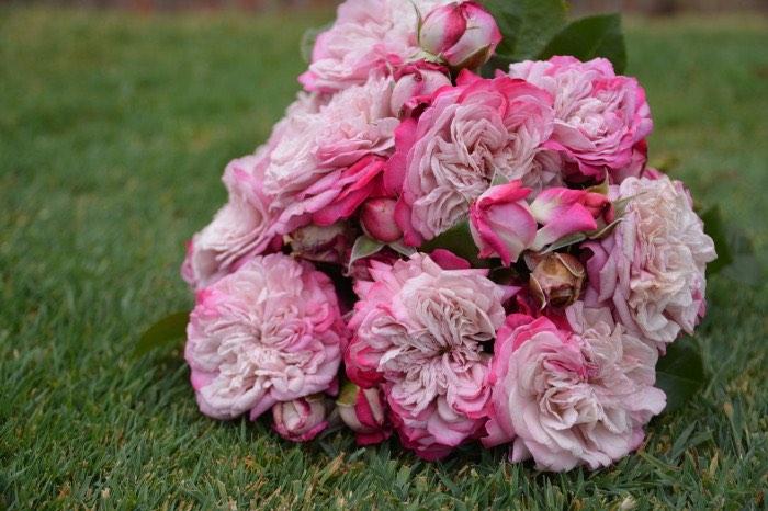 [Rare] Paris ID rose authentic Rosa Orientis, Furniture & Home Living ...