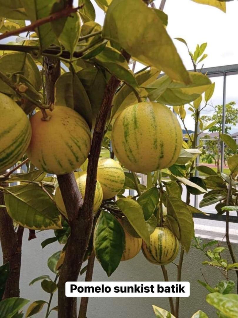 Pokok pomelo sunkist batik, Furniture & Home Living, Gardening, Plants & Seeds on Carousell