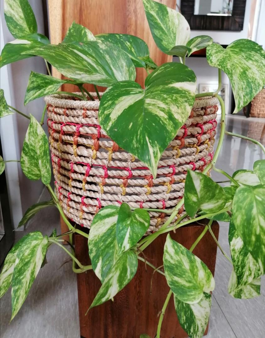 Pretty, Lush, Trailing Bigger Leaves Golden Pothos, Furniture & Home ...