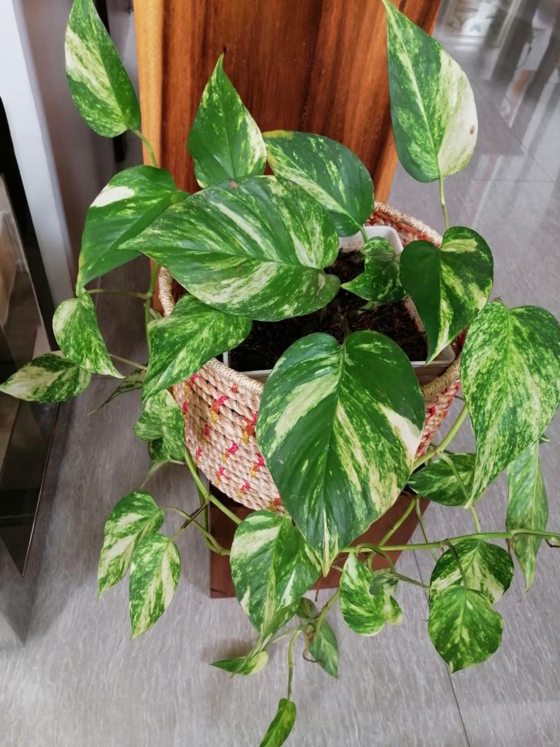 Pretty, Lush, Trailing Bigger Leaves Golden Pothos, Furniture & Home ...
