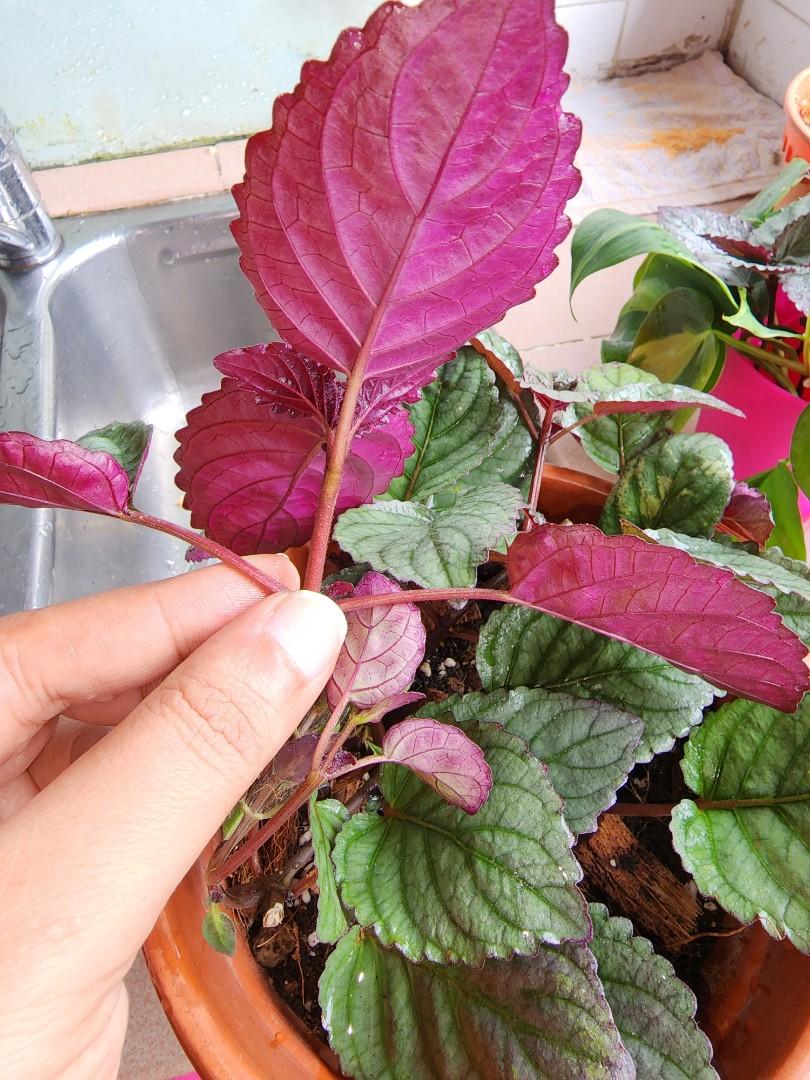 Purple Waffle plant, Furniture & Home Living, Gardening, Plants & Seeds ...