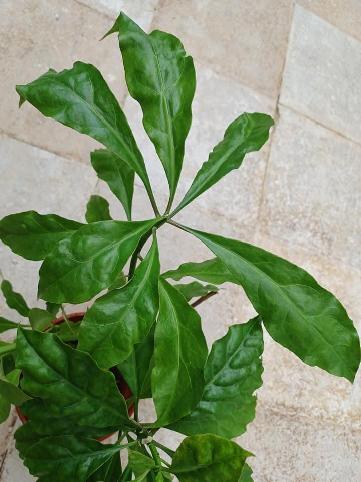 Seven Star Needle/Rose Cactus/Pereskia Bleo, Furniture & Home Living ...