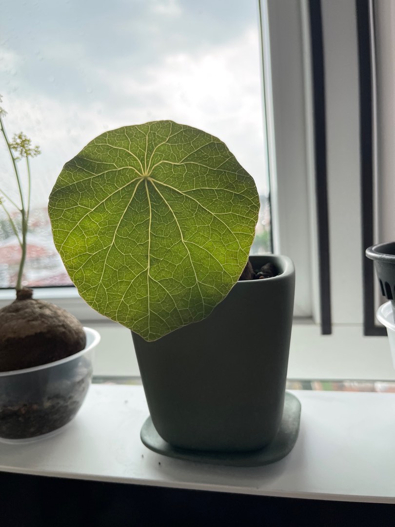 Stephania Nova with cute pot!, Furniture & Home Living, Gardening ...