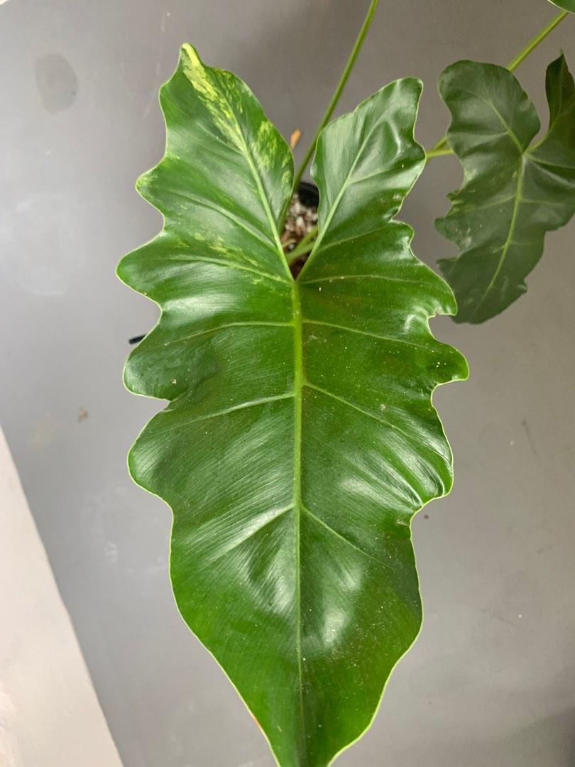 Thaumatophyllum Willamsi, Furniture & Home Living, Gardening, Plants ...