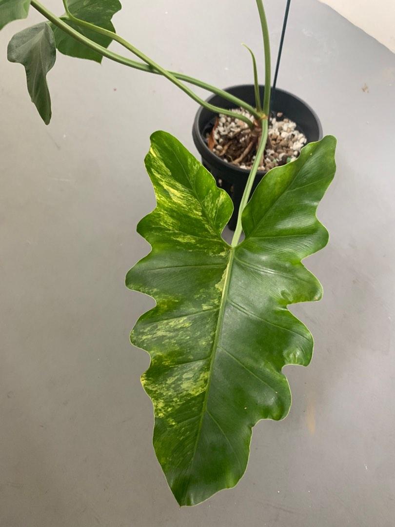 Thaumatophyllum Willamsi, Furniture & Home Living, Gardening, Plants ...