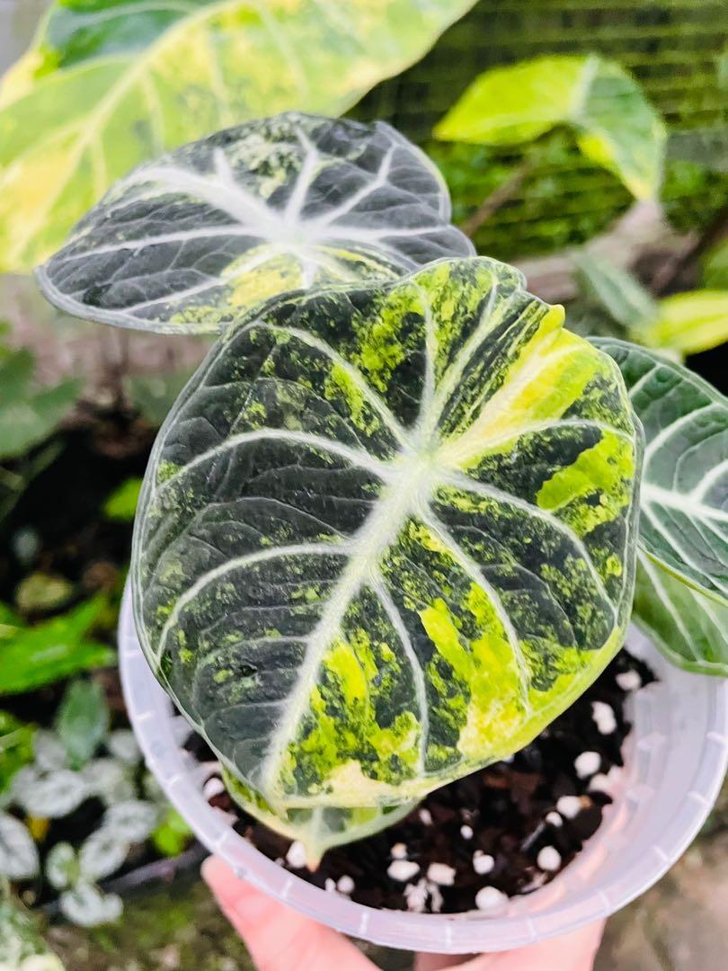 Alocasia Ninja Variegated, Furniture & Home Living, Gardening, Plants ...