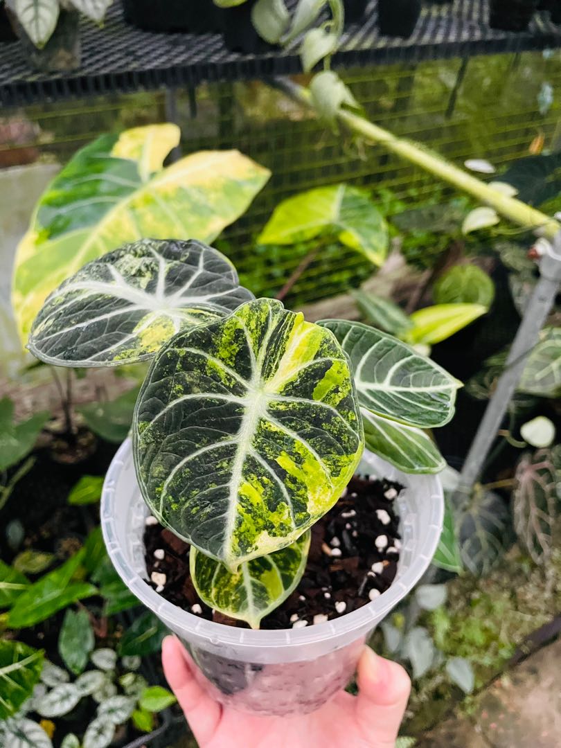 Alocasia Ninja Variegated, Furniture & Home Living, Gardening, Plants ...
