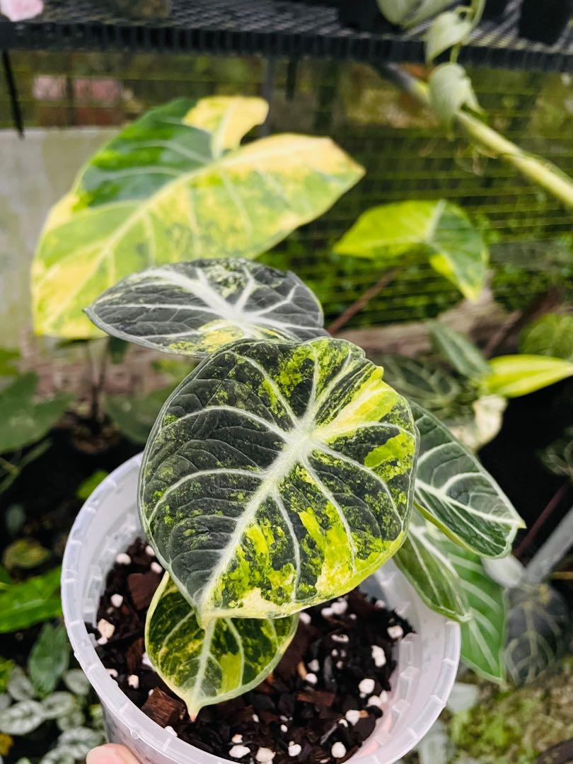Alocasia Ninja Variegated, Furniture & Home Living, Gardening, Plants ...