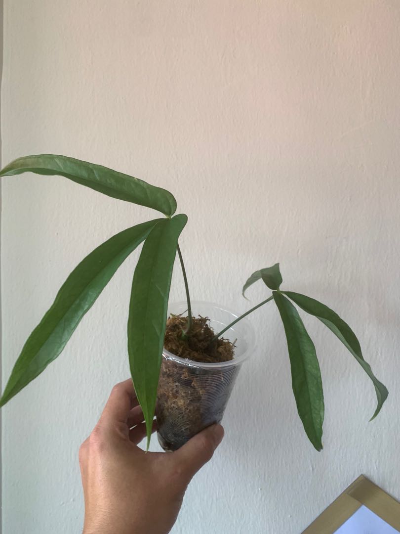 Anthurium Polydactylum prop, Furniture & Home Living, Gardening, Plants ...