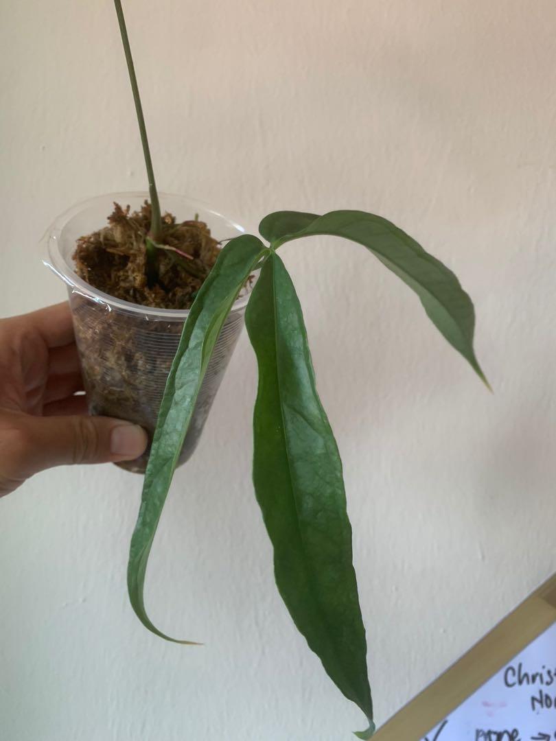 Anthurium Polydactylum prop, Furniture & Home Living, Gardening, Plants ...