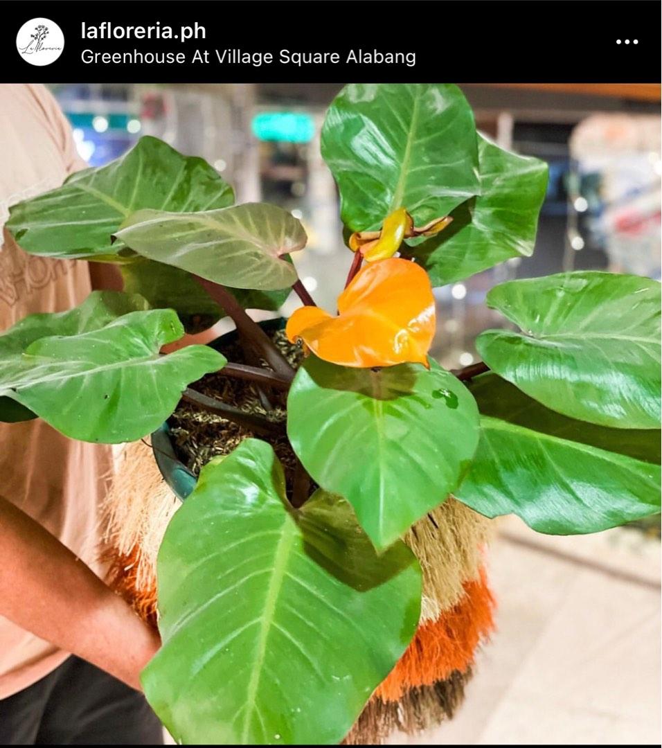 Bicol Plant Basket (XXL) on Carousell