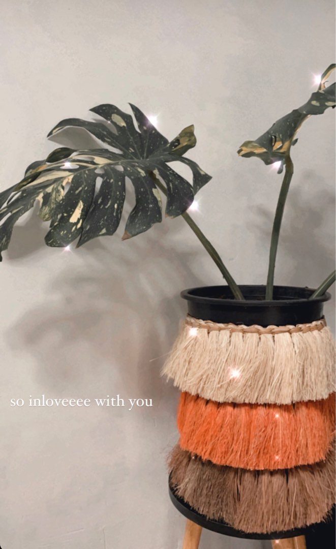 Bicol Plant Basket (XXL) on Carousell