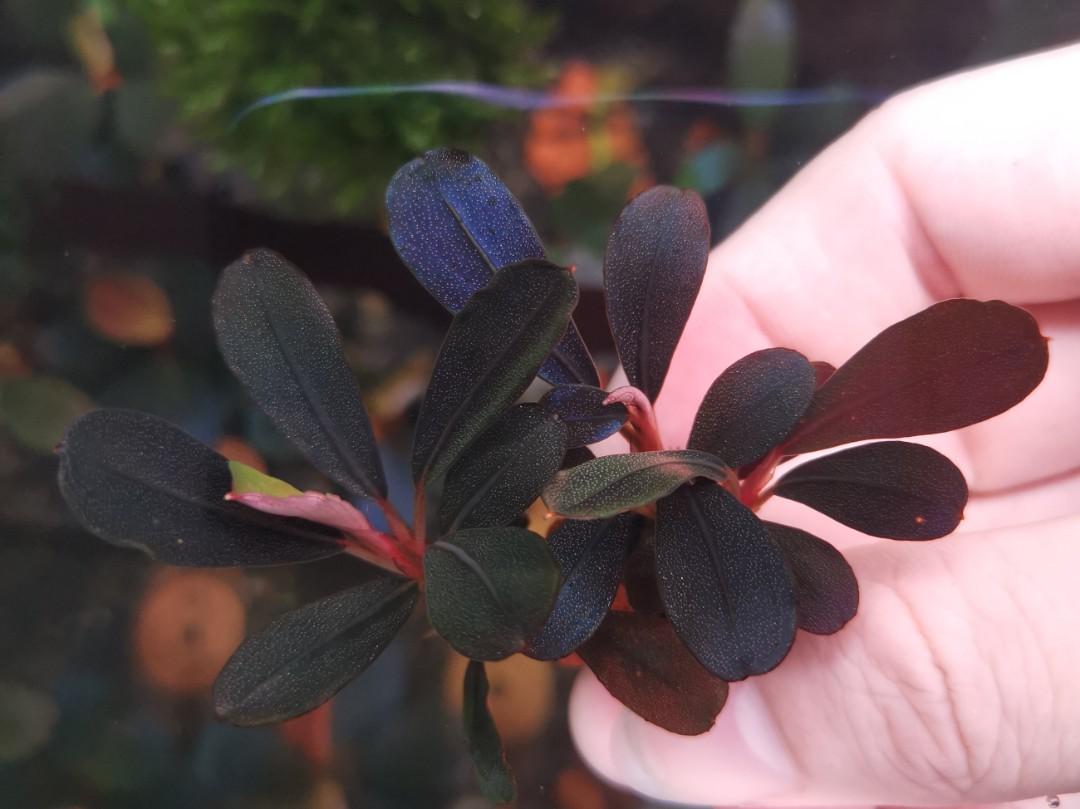 Bucep Bucephalandra SP, Furniture & Home Living, Gardening, Plants ...