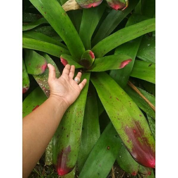 Giant Bromeliad Alcantarea Imperialis, Furniture & Home Living ...