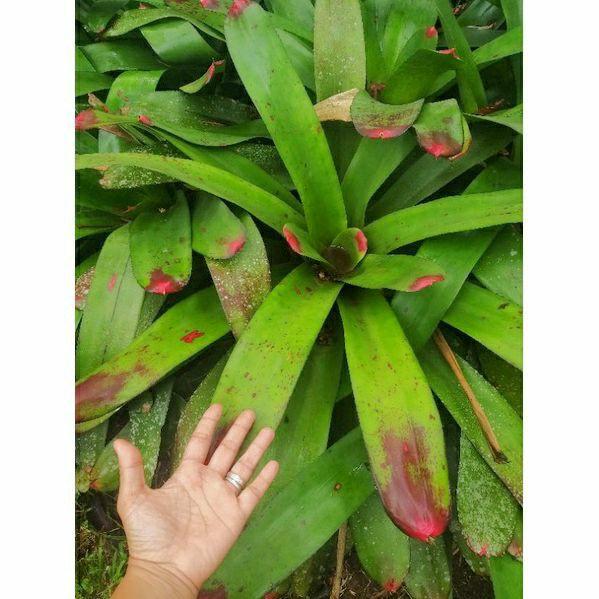 Giant Bromeliad Alcantarea Imperialis, Furniture & Home Living ...