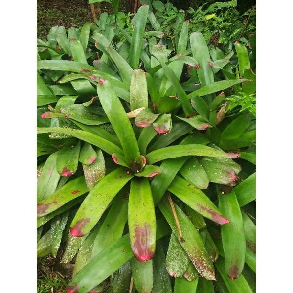 Giant Bromeliad Alcantarea Imperialis, Furniture & Home Living ...