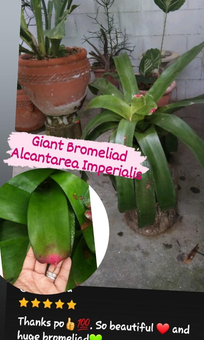 Giant Bromeliad Alcantarea Imperialis, Furniture & Home Living ...