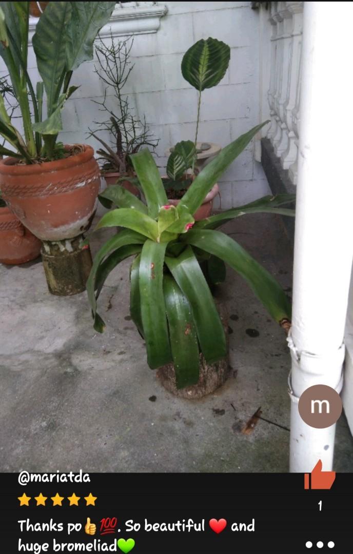 Giant Bromeliad Alcantarea Imperialis, Furniture & Home Living ...