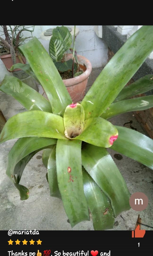 Giant Bromeliad Alcantarea Imperialis, Furniture & Home Living ...