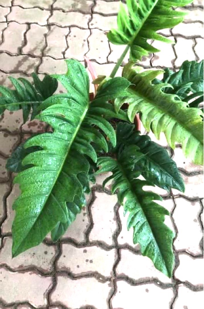 Large Philodendron Tiger Tooth/ Narrow, Furniture & Home Living ...