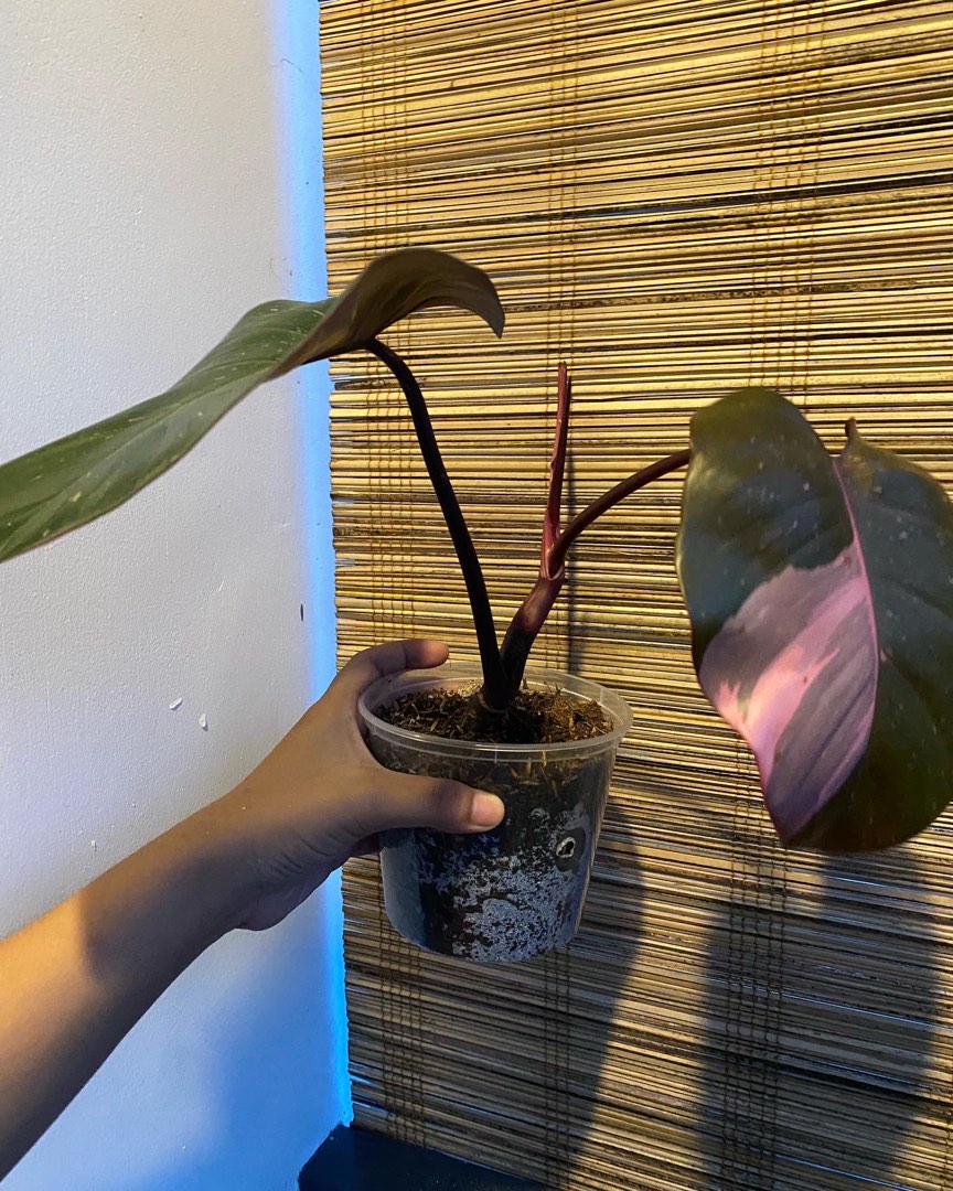 Philo pink princess, Furniture & Home Living, Gardening, Plants & Seeds ...