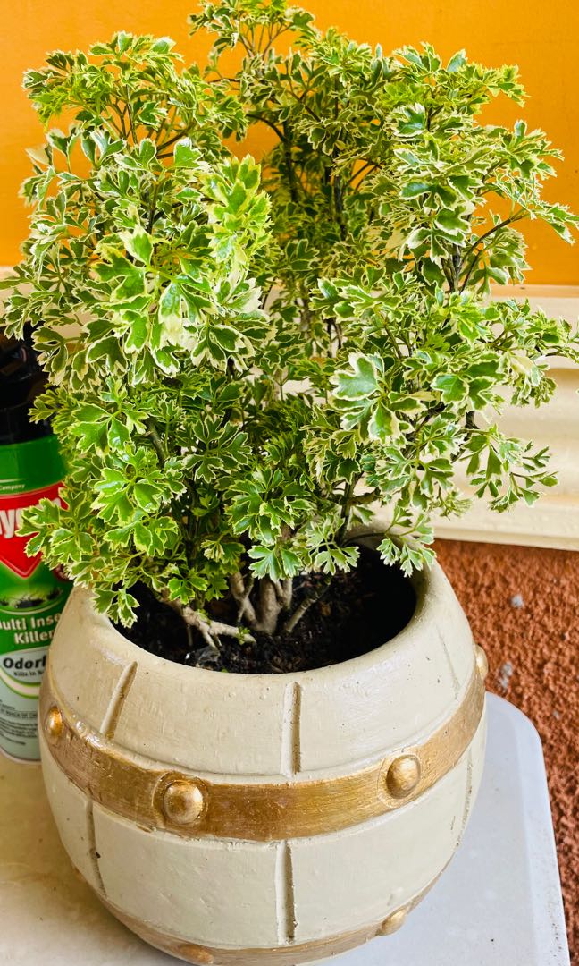 Variegated Papua Plant on Clay Pot, Furniture & Home Living, Gardening ...