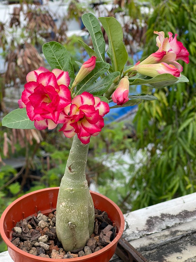 Adenium desert rose yellow flower purple border, Furniture & Home ...
