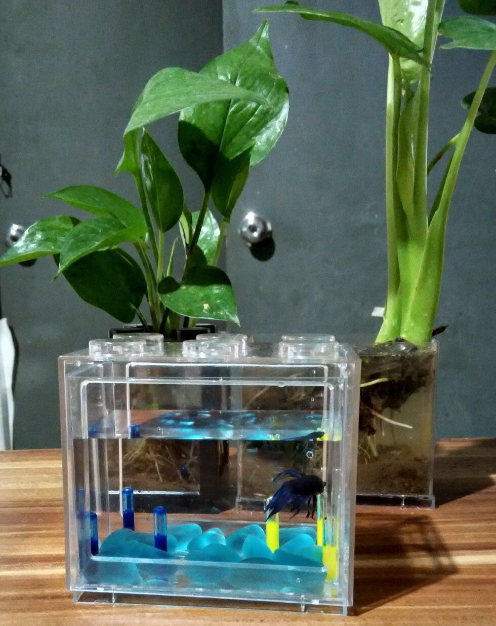 Betta fish tank (lego), Pet Supplies, Homes & Other Pet Accessories on ...