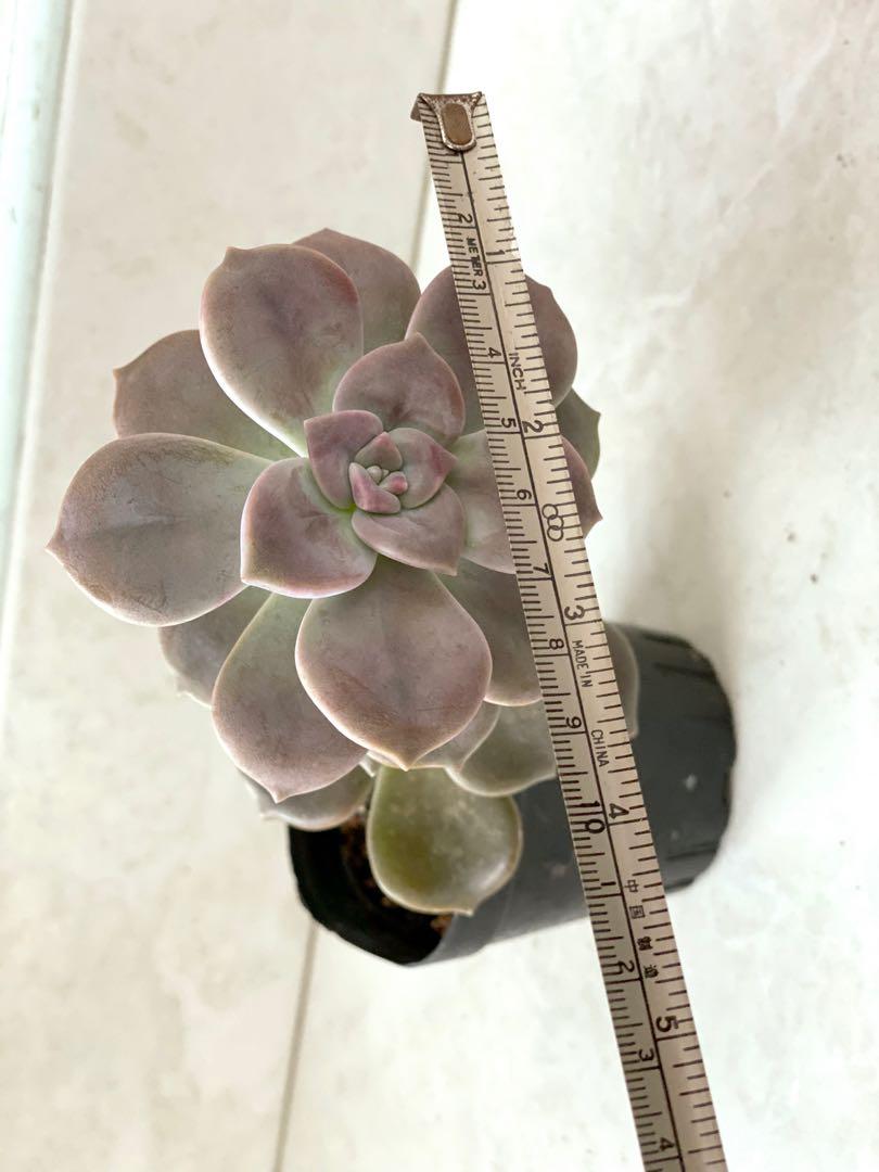 Big Echeveria Purple Delight Succulent, Furniture & Home Living, Gardening, Plants & Seeds on ...