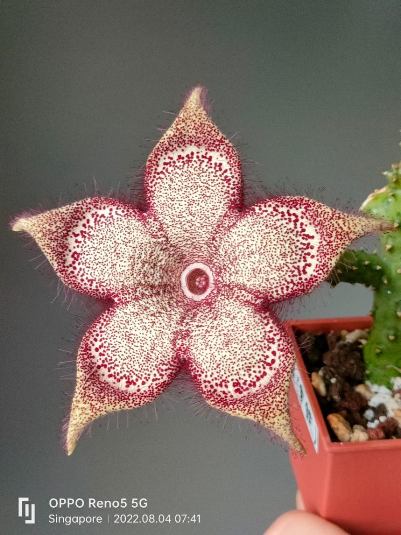 Edithcolea Grandis Somalia, Furniture & Home Living, Gardening, Plants ...