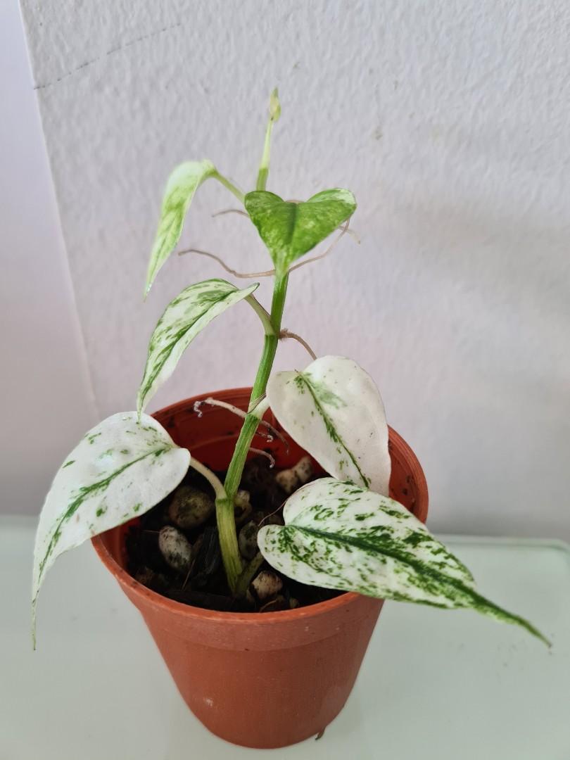 Epipremnum Pinnatum Cebu Blue Variegated, Furniture & Home Living ...