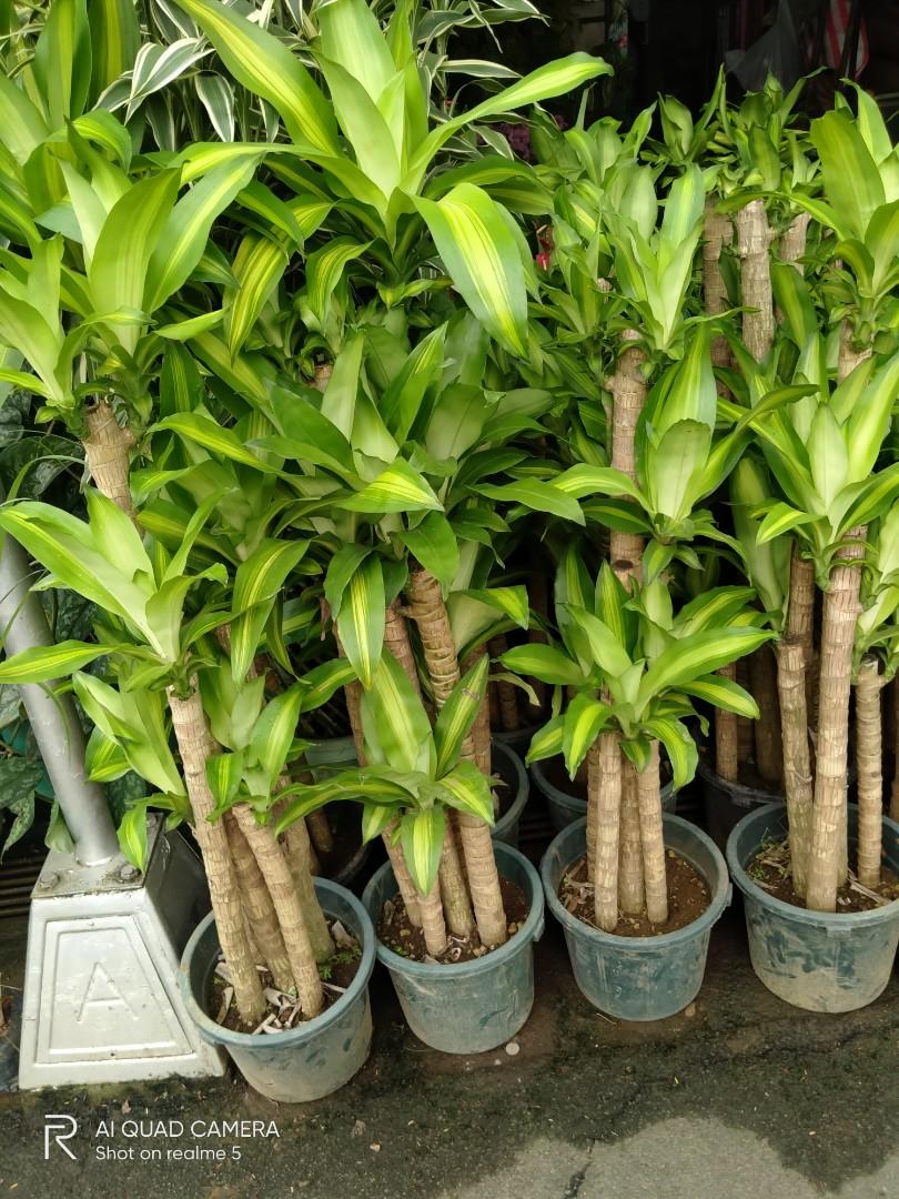 FORTUNE PLANT, Furniture & Home Living, Gardening, Plants & Seeds on ...