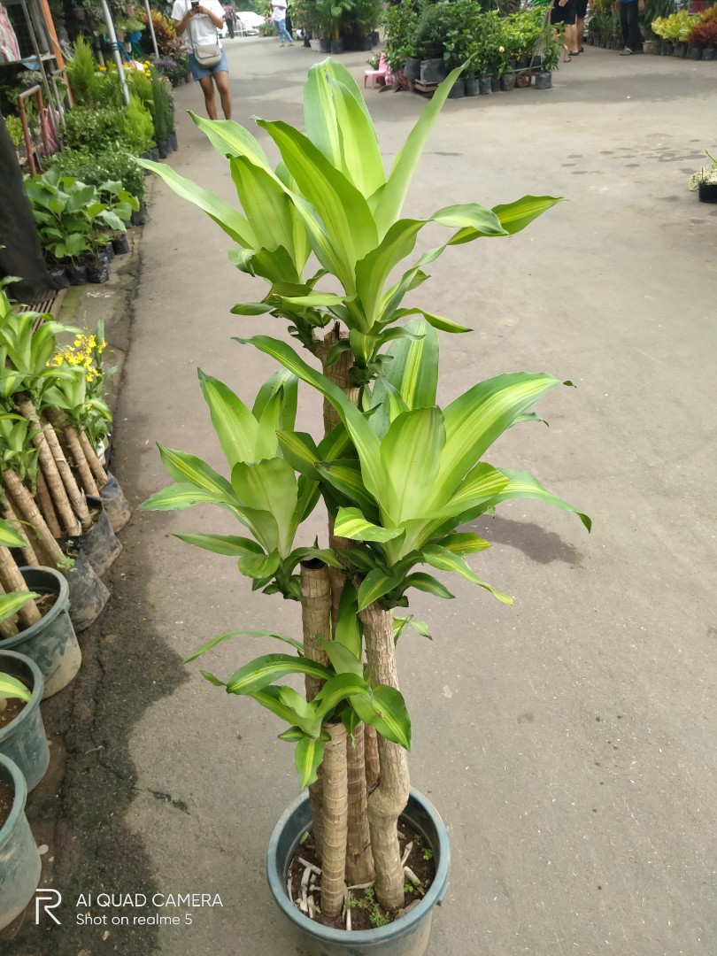 FORTUNE PLANT, Furniture & Home Living, Gardening, Plants & Seeds on ...