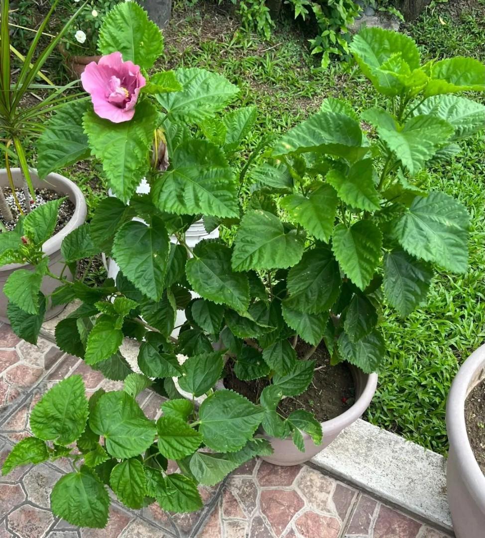 Gumamela (Hibiscus rosa-sinensis) flower plant, Furniture & Home Living ...