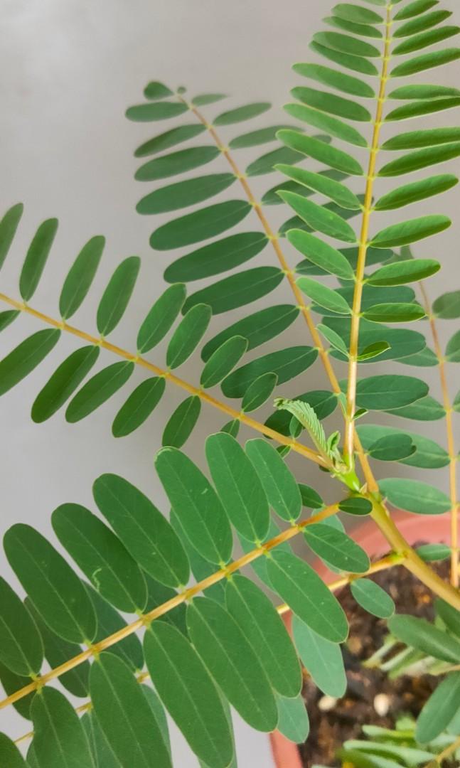 Daun Turi ( Sesbania grandiflora) - Herbs and Fruits, Furniture & Home ...