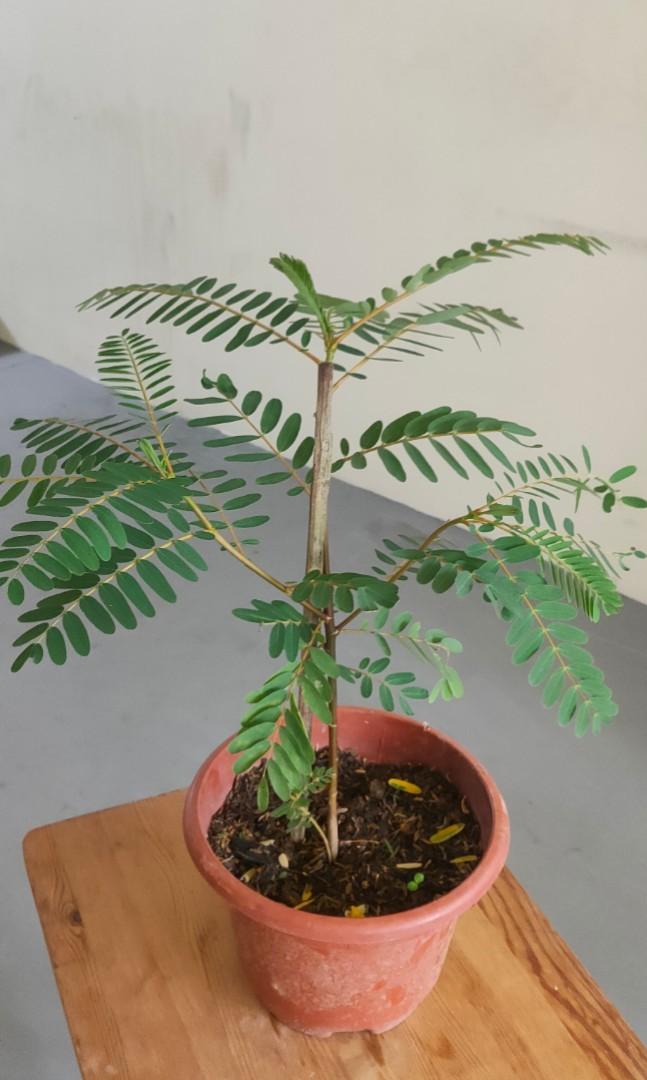 Daun Turi ( Sesbania grandiflora) - Herbs and Fruits, Furniture & Home ...