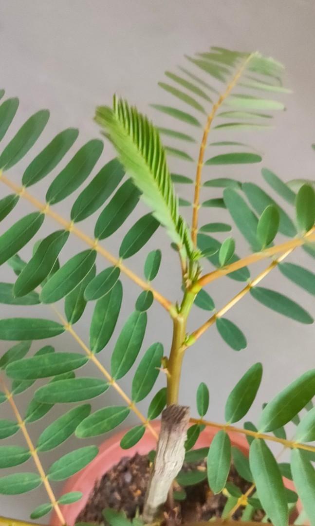 Daun Turi ( Sesbania grandiflora) - Herbs and Fruits, Furniture & Home ...