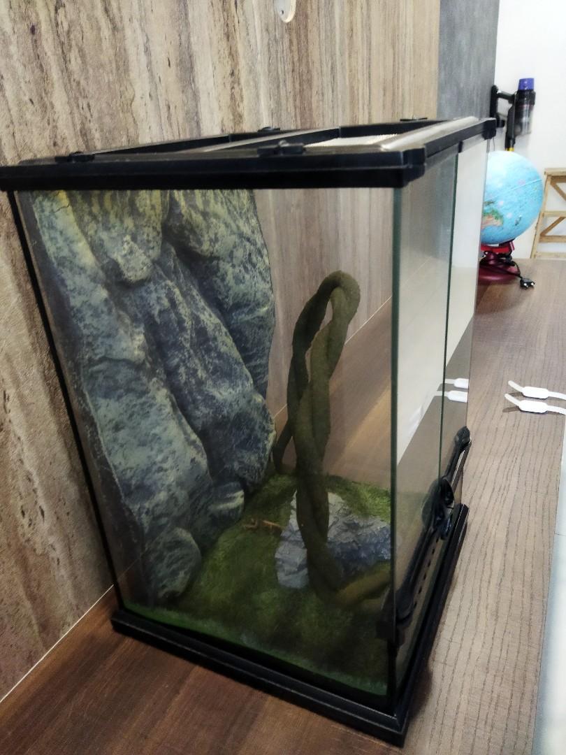 Insects aquarium, Pet Supplies, Homes & Other Pet Accessories on Carousell