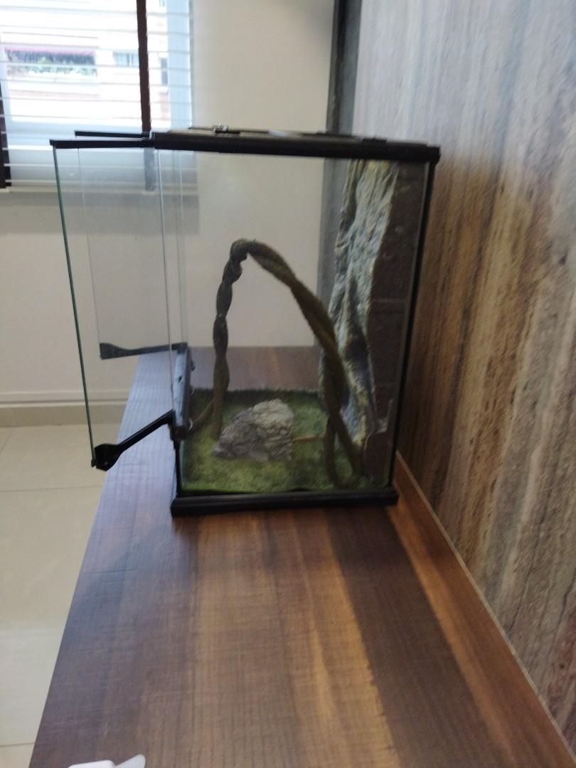 Insects aquarium, Pet Supplies, Homes & Other Pet Accessories on Carousell