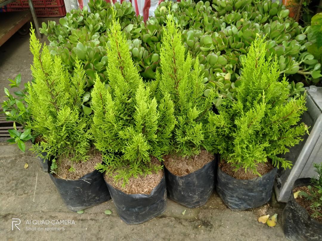 LEMON PINE TREE, Furniture & Home Living, Gardening, Plants & Seeds on ...