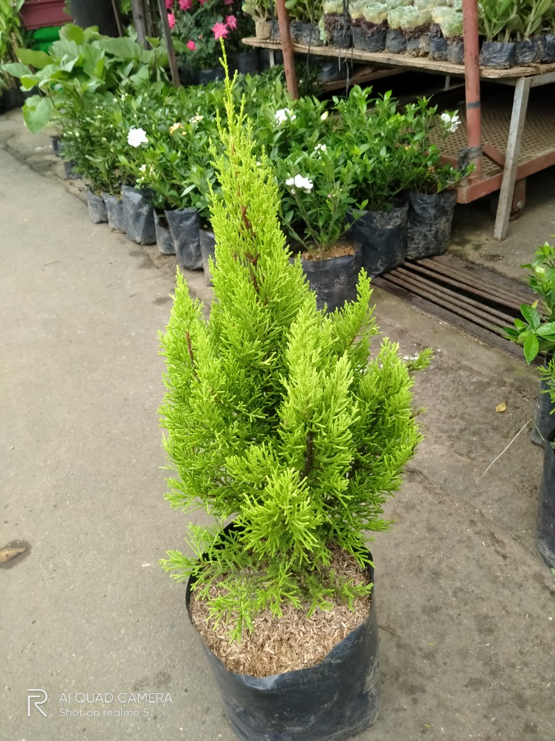 LEMON PINE TREE, Furniture & Home Living, Gardening, Plants & Seeds on ...