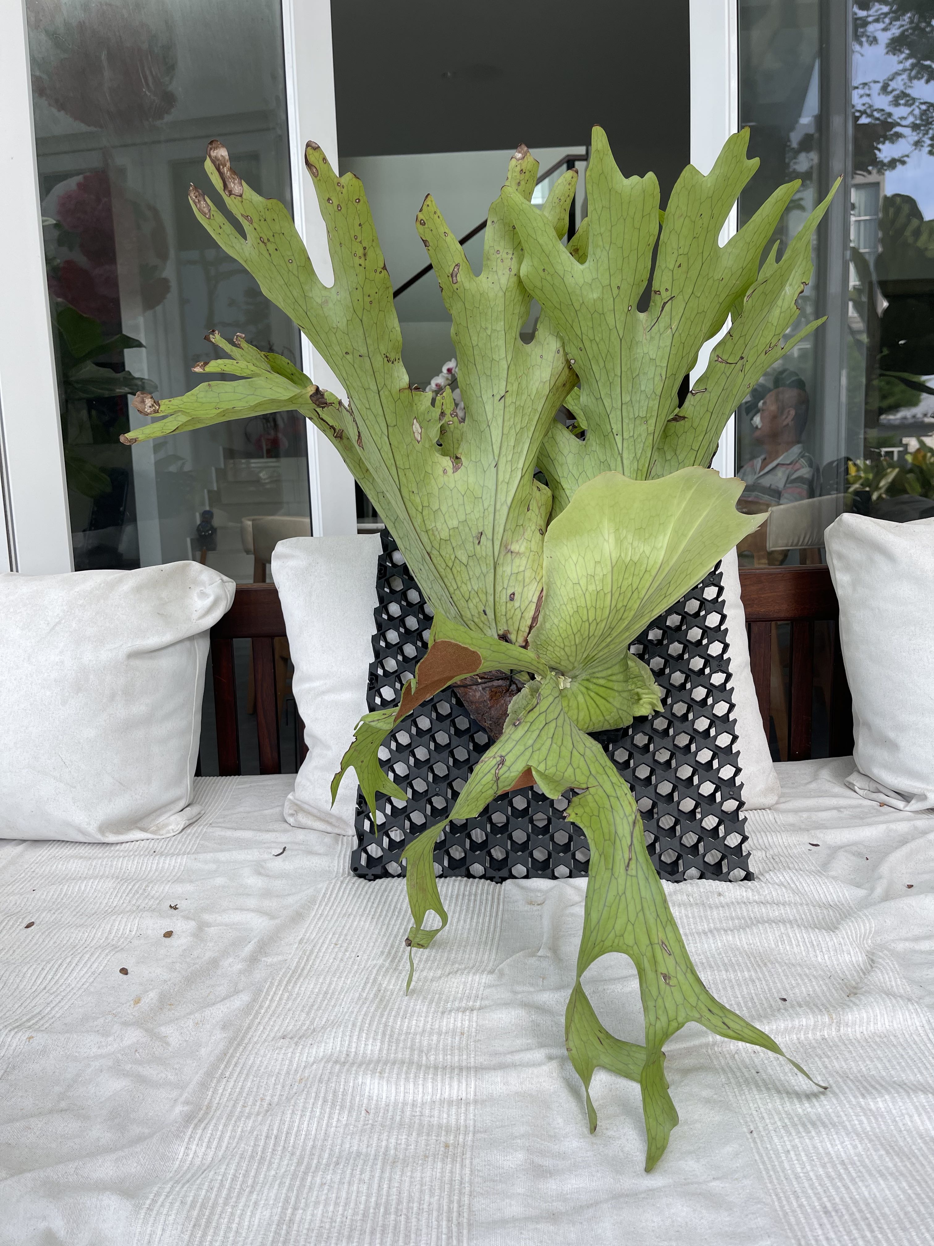 Platycerium Holttumii ( Staghorn Fern ) 何其美鹿角厥, Furniture & Home Living ...