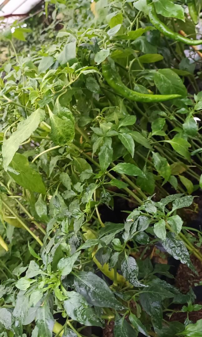 Siling Green, Furniture & Home Living, Gardening, Plants & Seeds on ...