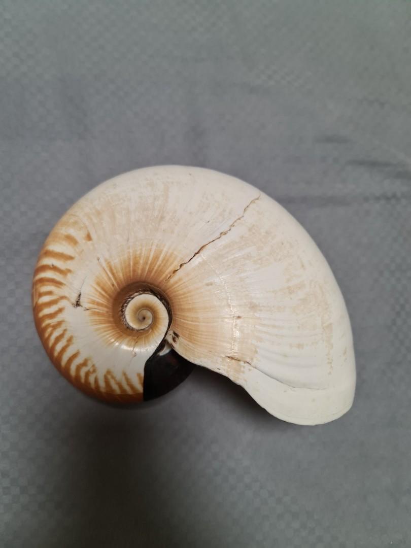 Allonautilus scrobiculatus ([Lightfoot], 1786), 180mm, very Rare ...