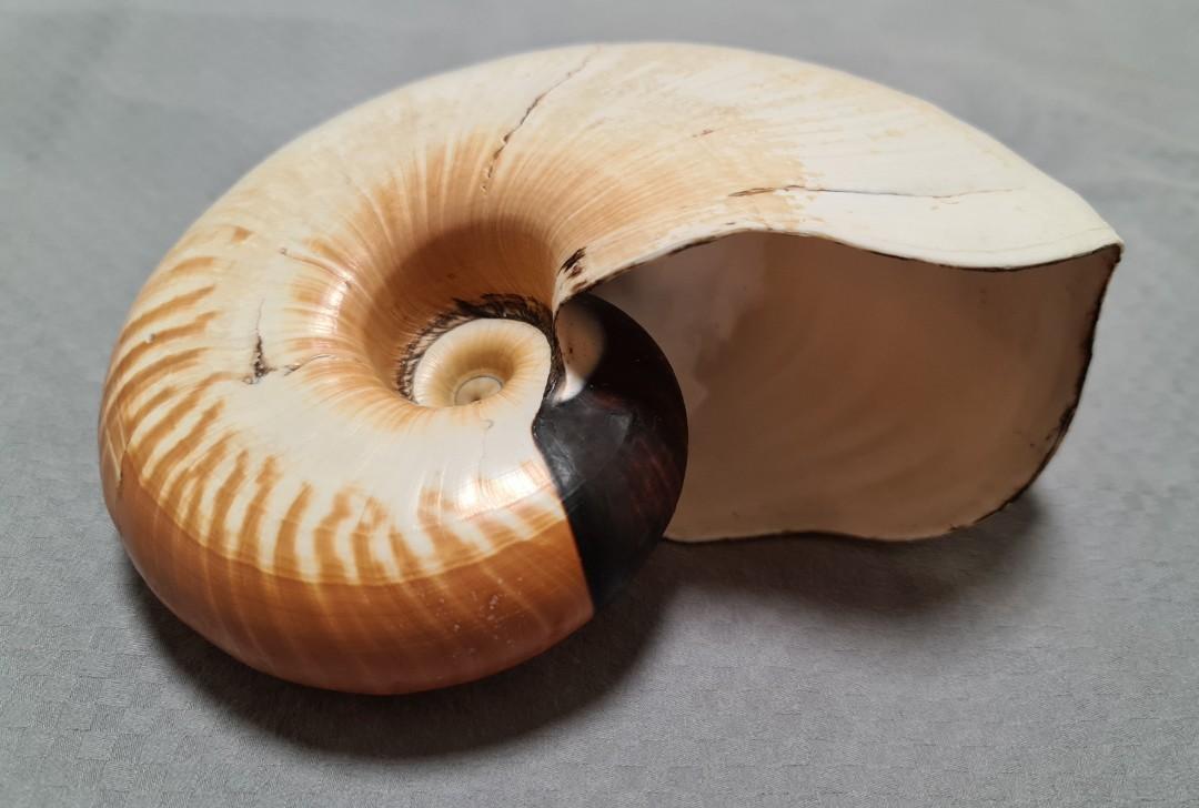 Allonautilus scrobiculatus ([Lightfoot], 1786), 180mm, very Rare ...