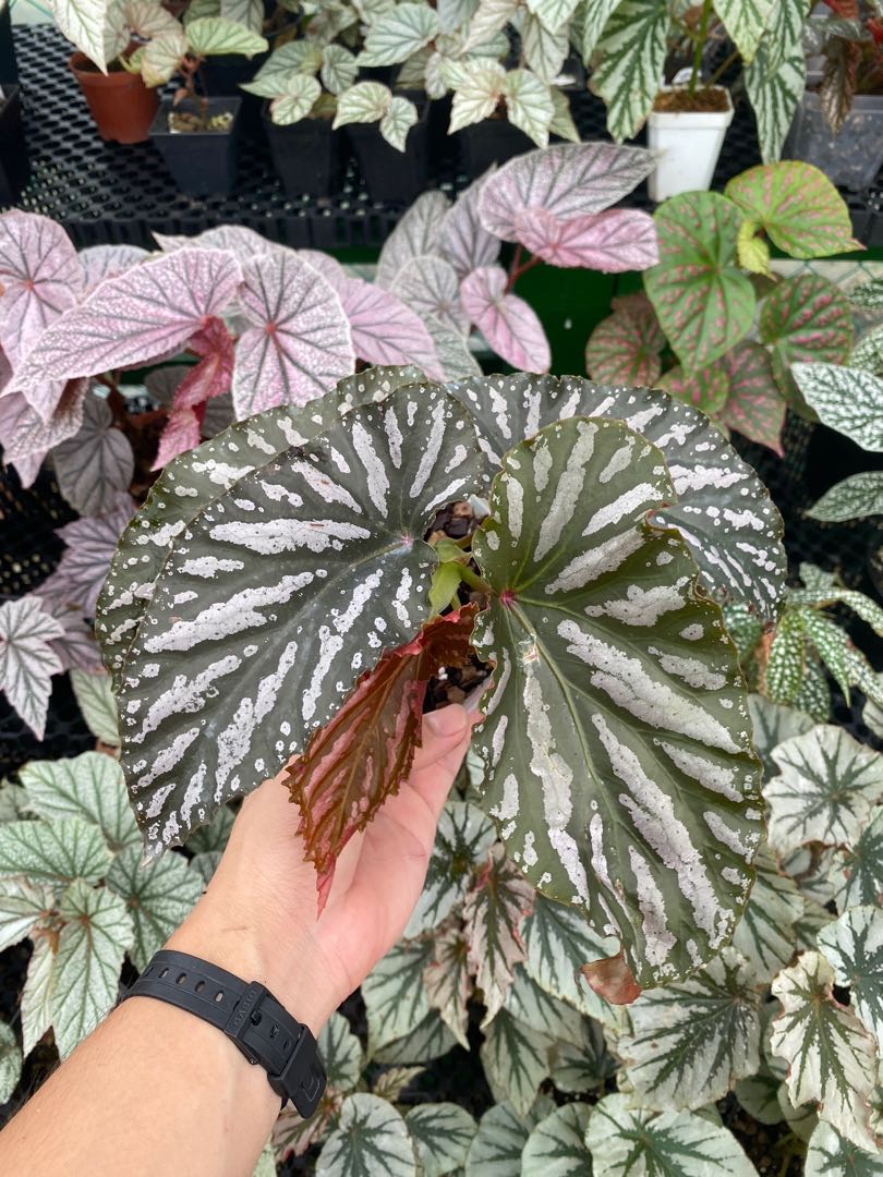 Begonia Down Home (Cane Begonia), Furniture & Home Living, Gardening ...