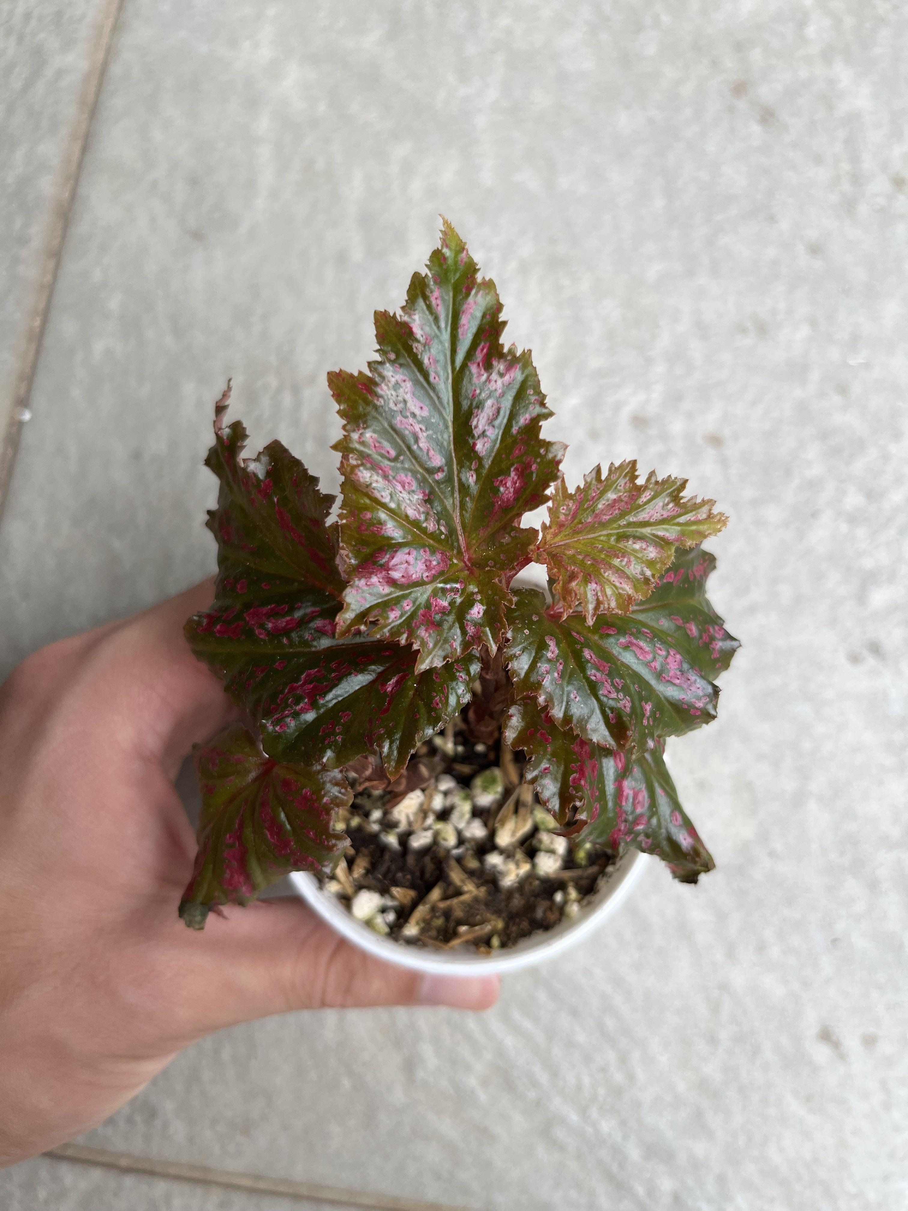 Begonia Serratipetala, Furniture & Home Living, Gardening, Plants ...