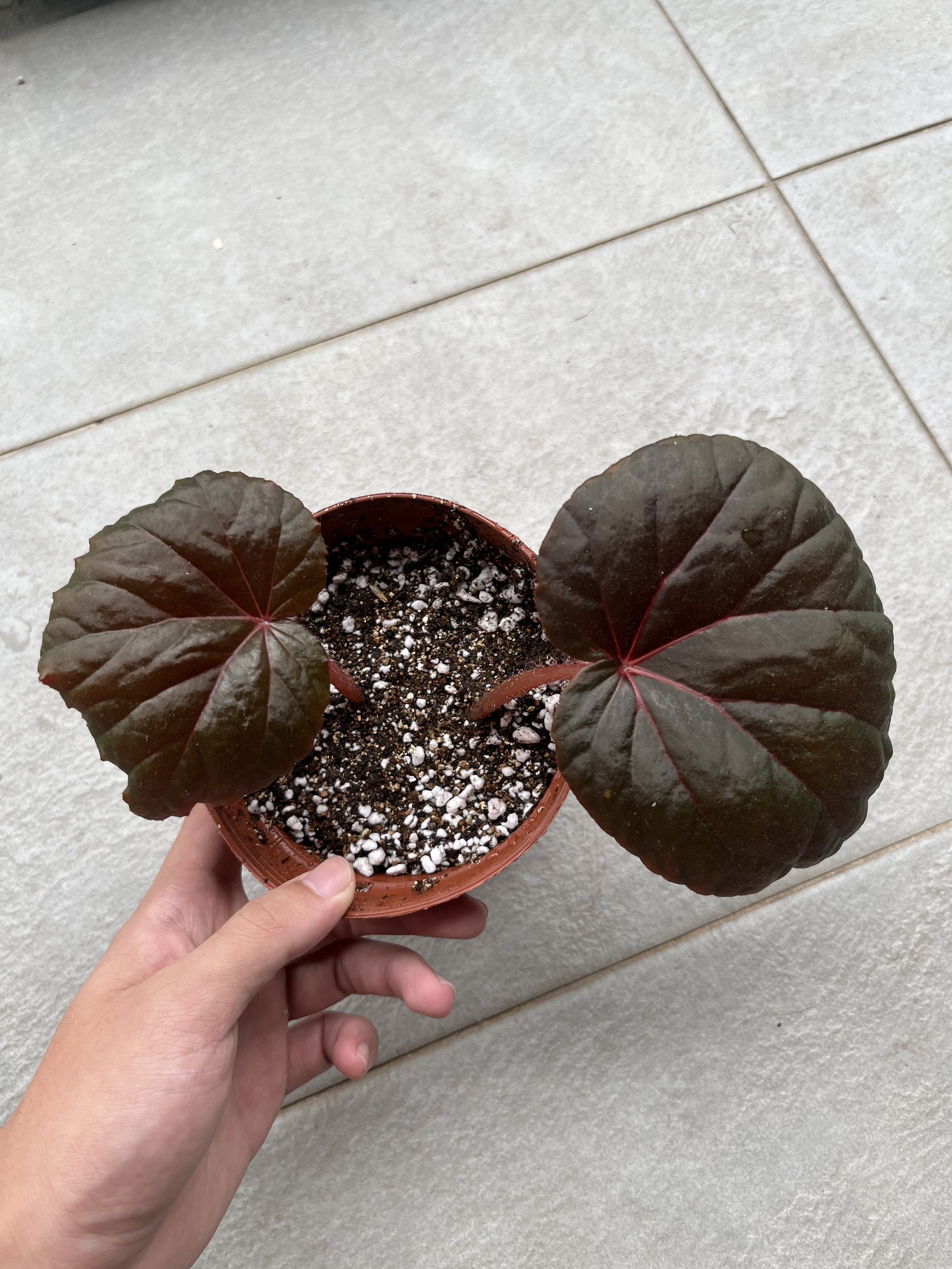 Begonia U497, Furniture & Home Living, Gardening, Plants & Seeds on ...