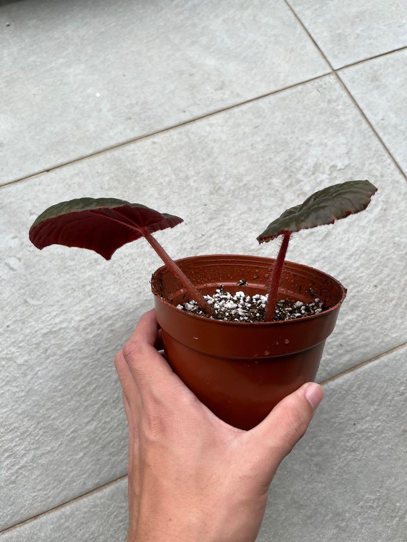 Begonia U497, Furniture & Home Living, Gardening, Plants & Seeds on ...